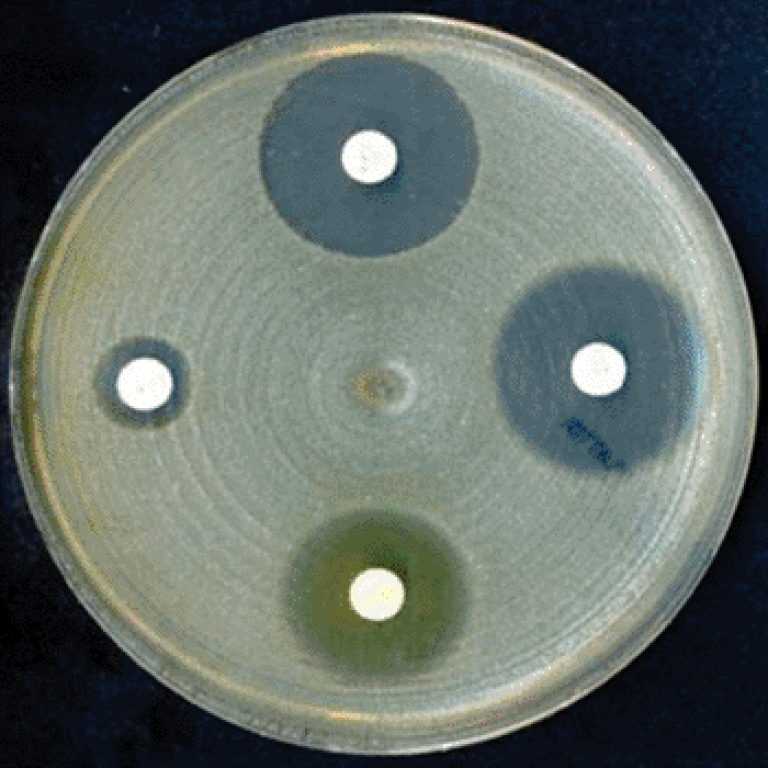 Superbacterias: Antibióticos Y Resistencia Microbiana - LabdeCiencias